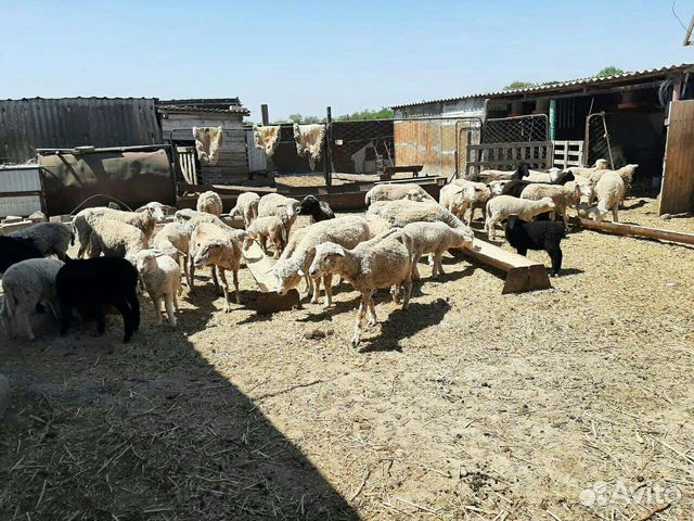 Матки, ягнята и 4-е валушки