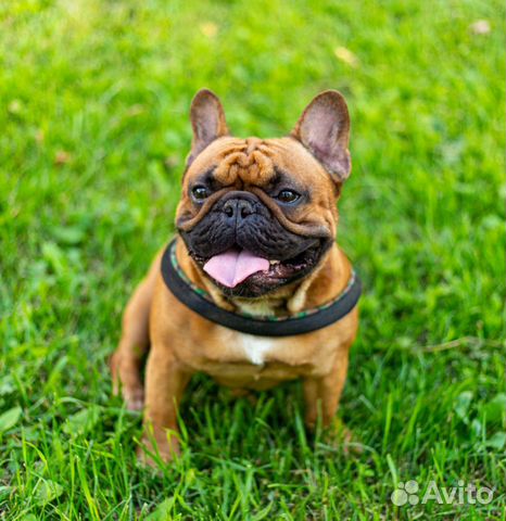 Французский бульдог