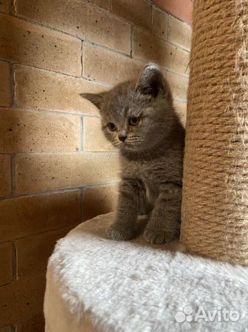 Британская