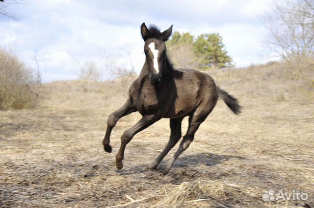 Жеребенок, кобылка