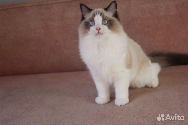 Красавчик Рэгдолл