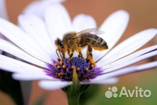 Продам пчелосемьи