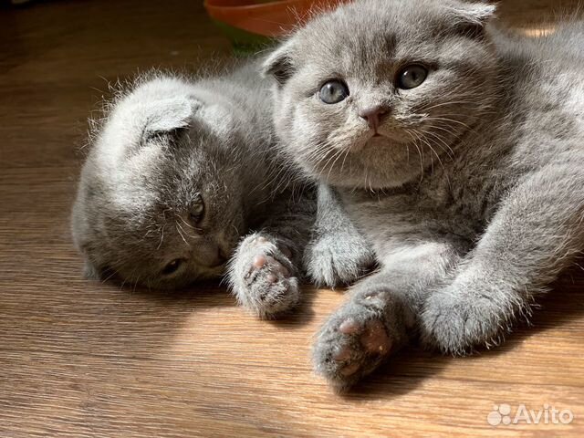 Британские котята