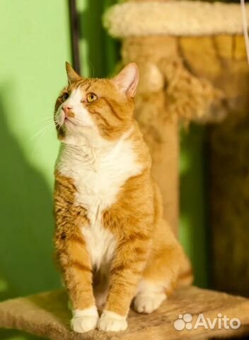 Котик 2 года, мягкий животик