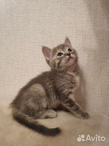 Кошка 1.5 месяца