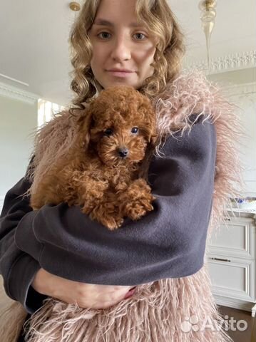 Той-пудель девочки мини малышки Москва