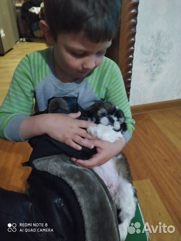 Славные пушистики