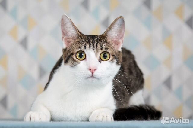 Котенок Оливер ищет дом