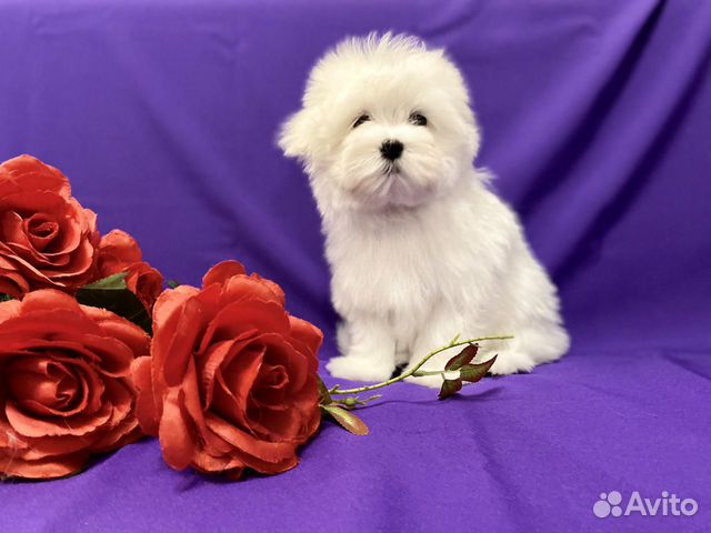 Девочки мальтезе