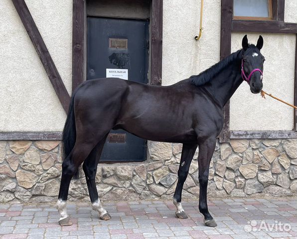 Лошади молодые до спорта и разведения