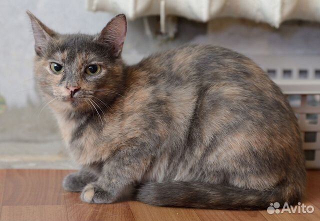 Неженка Корица ищет дом