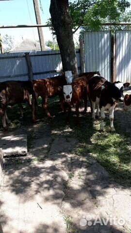 Телочки и бычки