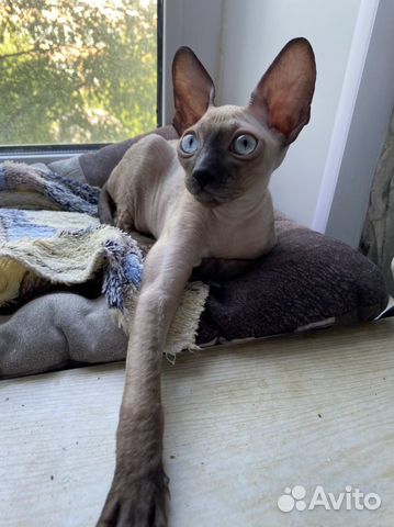 Корниш-рекс