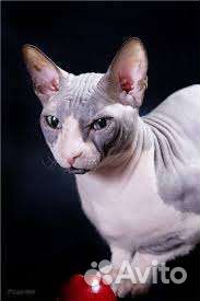 Донской сфинкс котята
