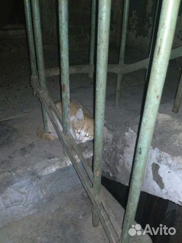 Котята и молодая кошка