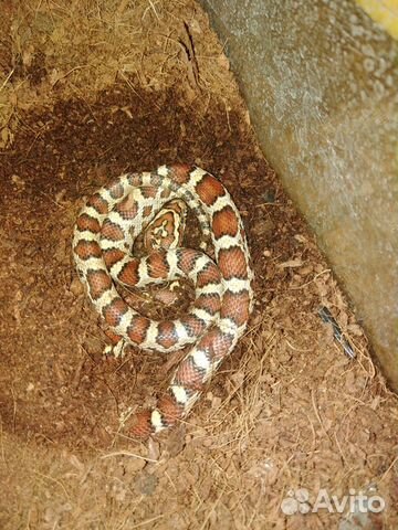 Моисовый полоз