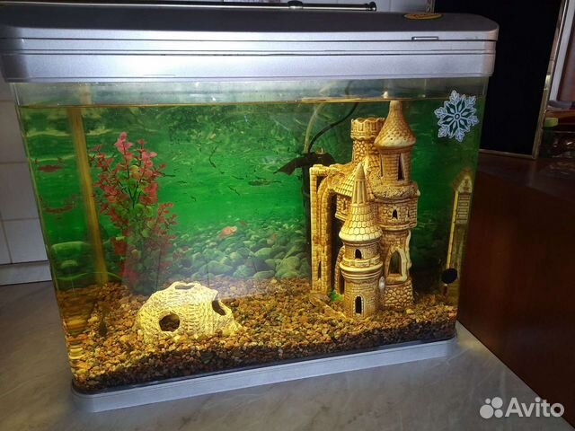 Аквариум панорамный 60л с наполнением