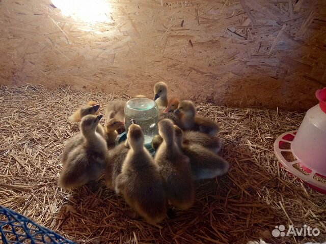 Гусята и утята суточные