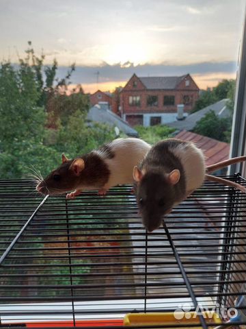 2 крыски вместе с домиком