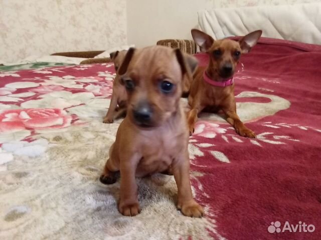 Щенки Цвергпинчера