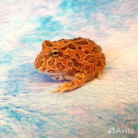 Лягушата рогатки