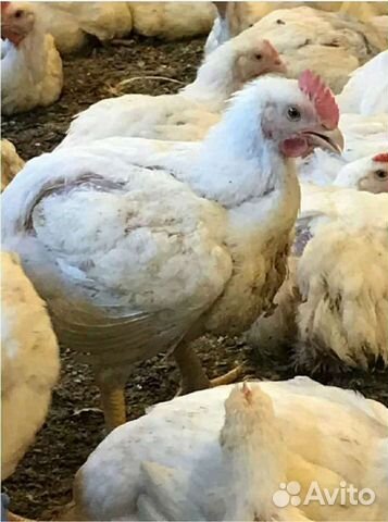 Куры бройлеры