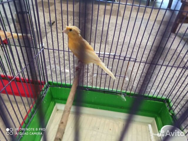 Канарейка самец