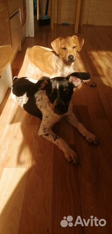 Тортерьерчик