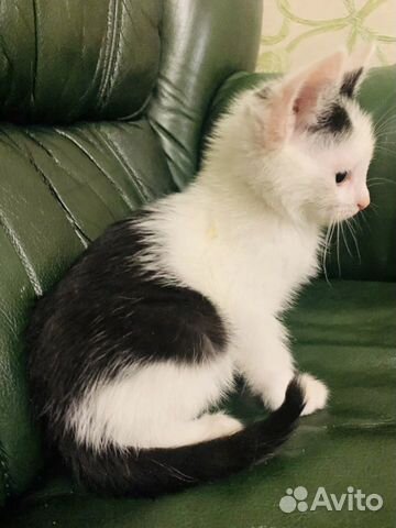 Котята (мальчики) в добрые руки
