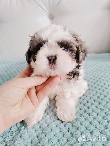 Ши-тцу кукляшки обояшки