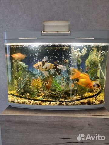 Аквариум