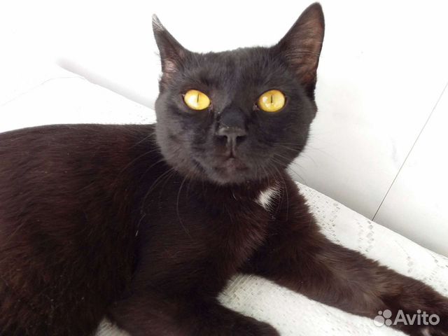 Найден котенок