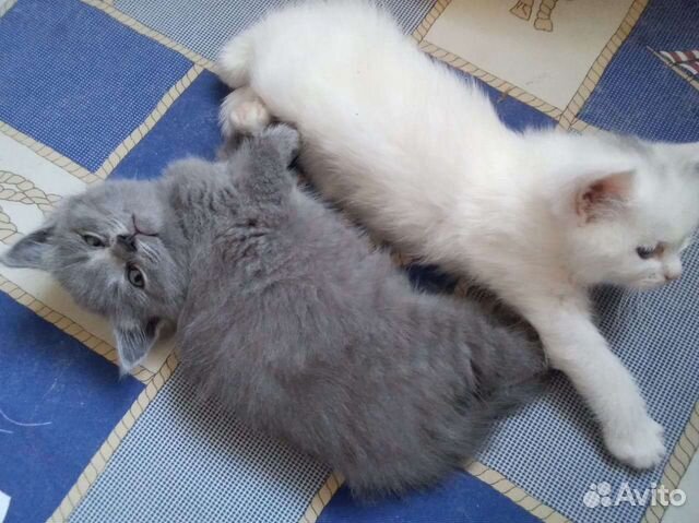 Кошка в дар