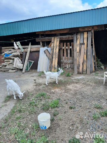Продаются козлики 2 мес