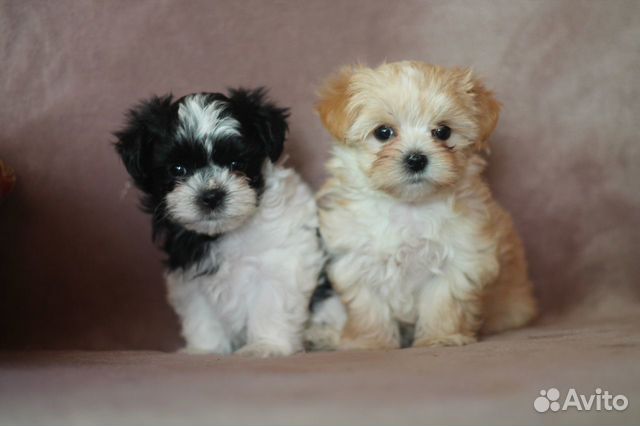 Щенки мальтипу