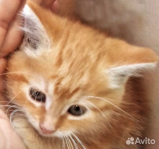 Рыжий котенок Майк, 2 месяца