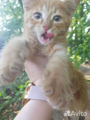 Котята бесплатно в дар