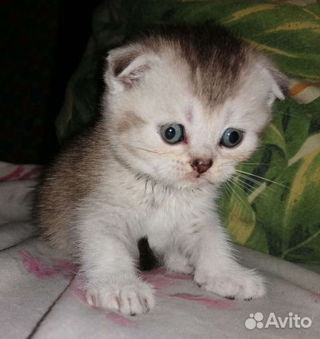 Золотой вислоухий мальчик