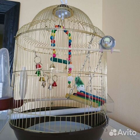 Волнистый попугай ручной с клеткой