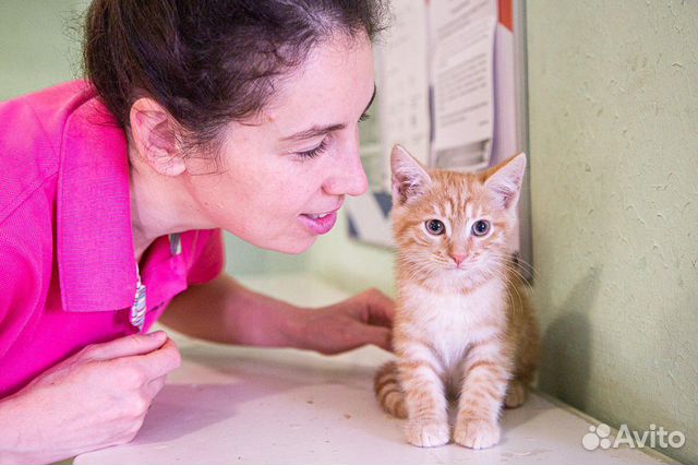 Котенок кот в дар бесплатно добрые руки