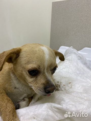 Найдена собака