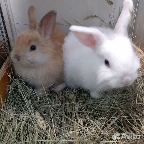 Декоративные кролики