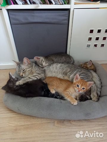 Котята в добрые руки