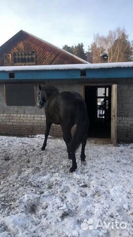 Жеребец чистокровный