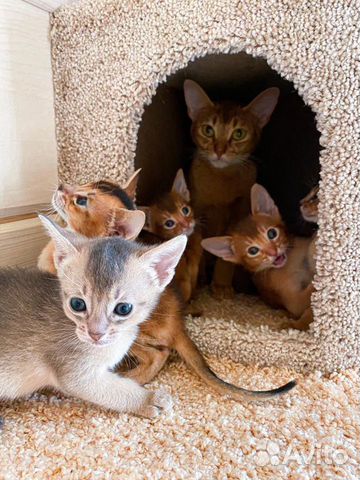 Абиссинские котята