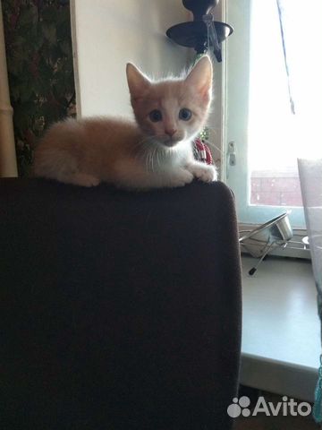 Котенок мальчик