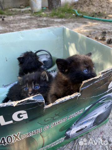 Очень маленькие котята в дар