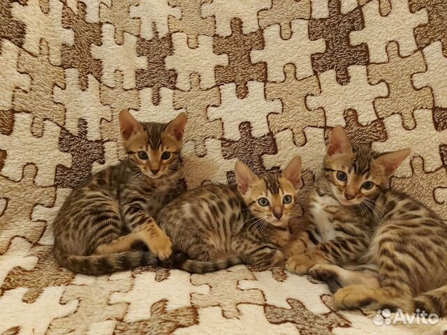 Бенгальские котята