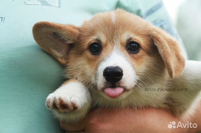 Великолепные корги с родословной РКФ.Проф.питомник