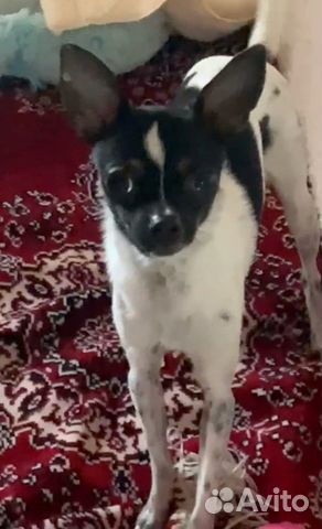 Отдам бесплатно